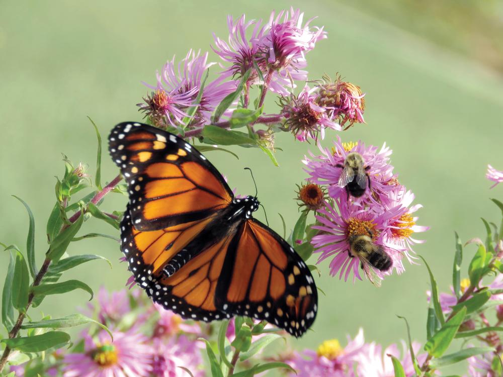 Rotarians pledge to restore the monarch butterflys disappearing habitat ...