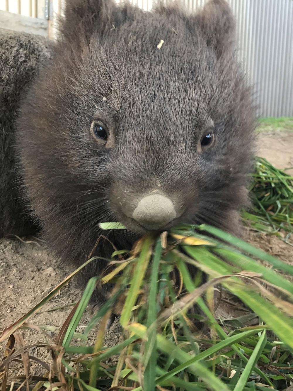 Rotary clubs help wildlife | Rotary International