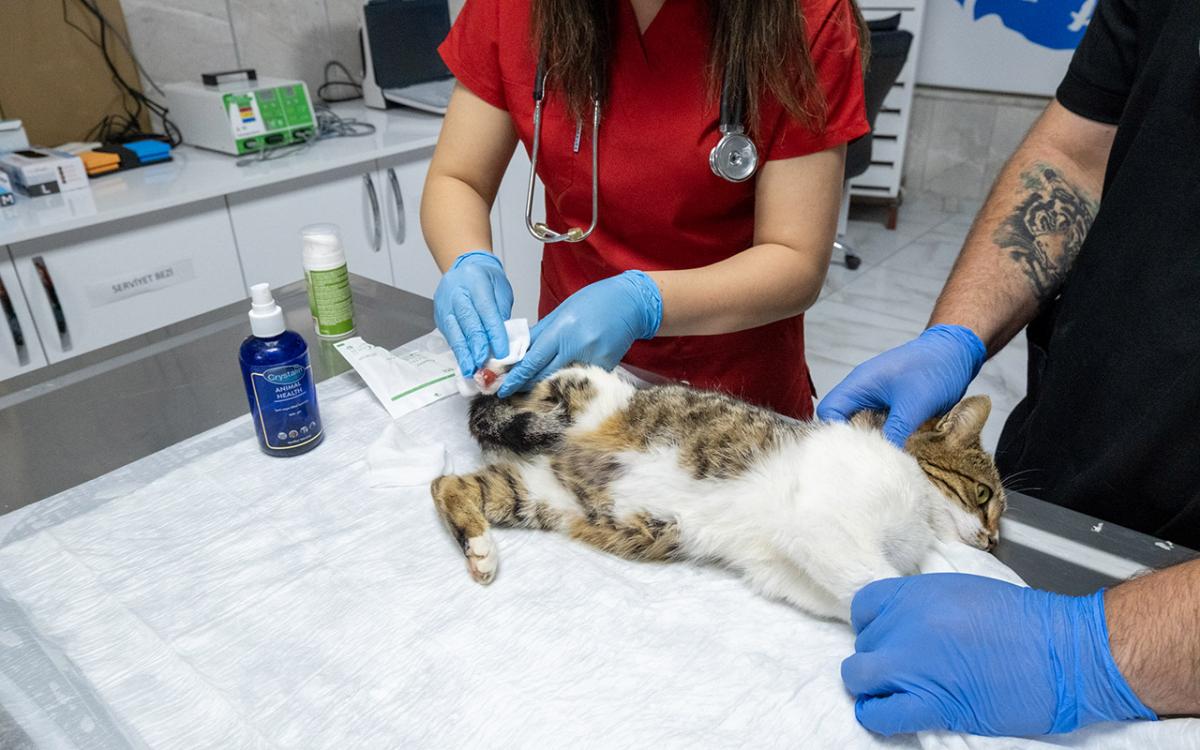 Rotary continues to support Turkey as it rebuilds from earthquake ...