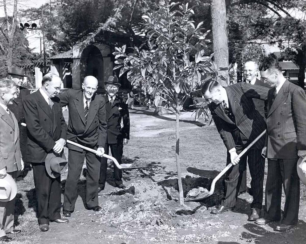 Friendship Trees | Rotary International