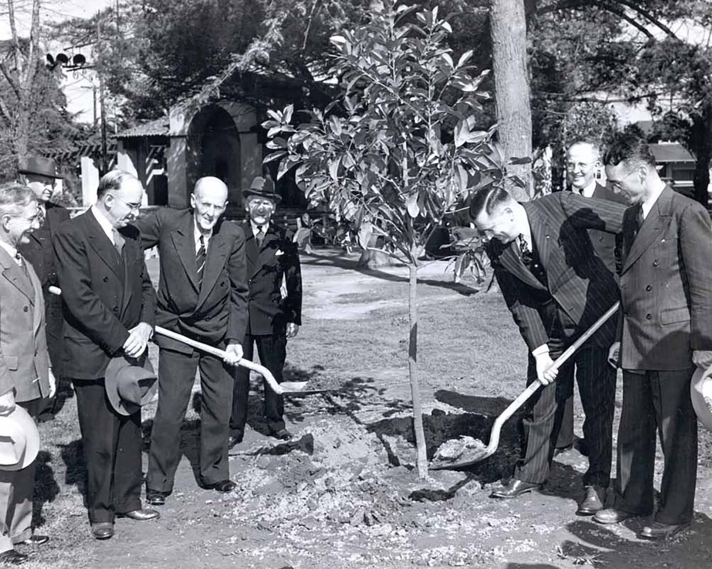 Friendship Trees | Rotary International