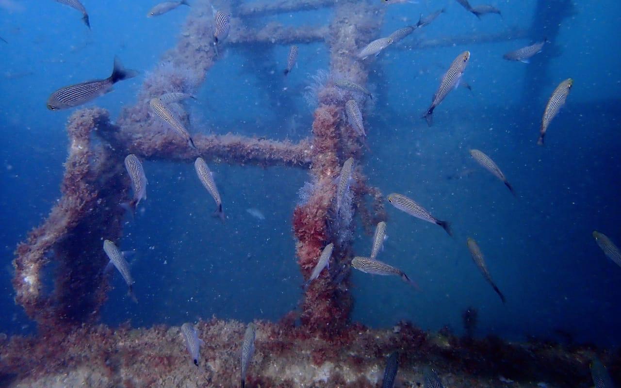 Submerged ships transform into artificial reefs in Mexico | Rotary ...