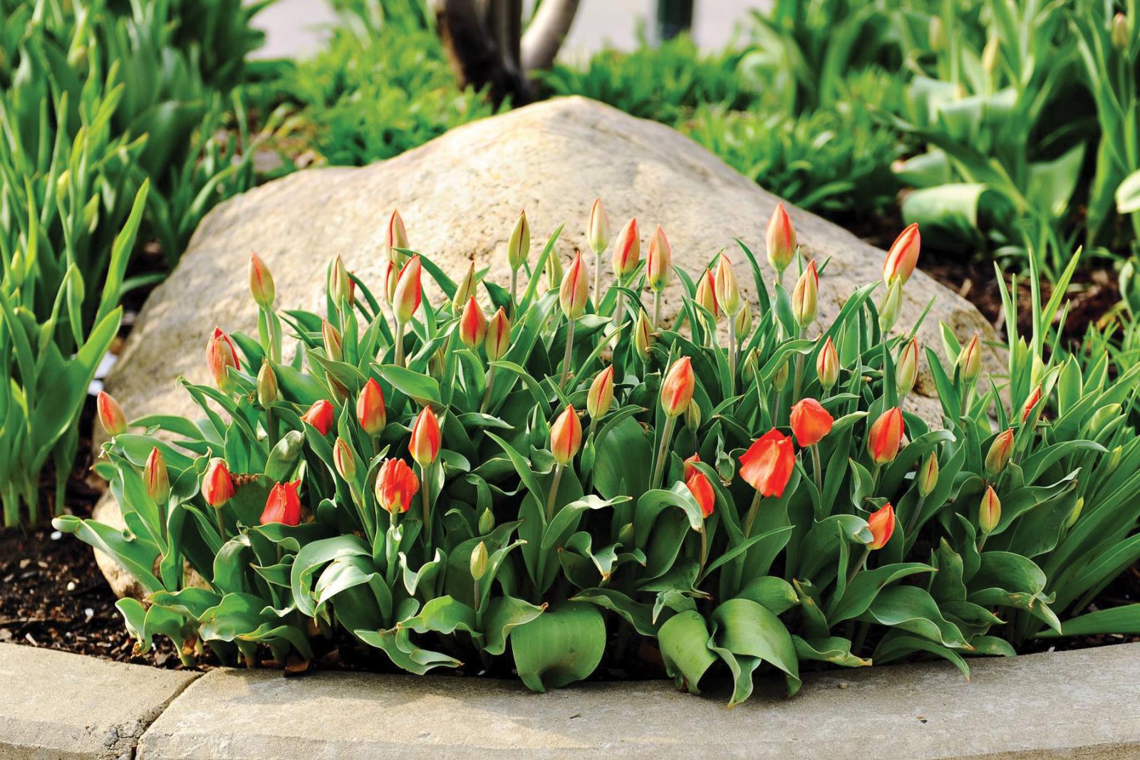Club wins top honors for Slippery Rock in Bloom project | Rotary ...