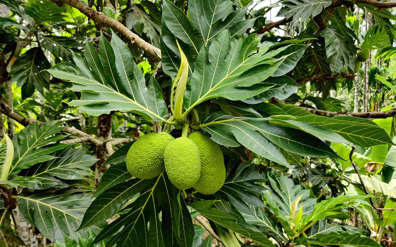 Food of the future | Rotary International