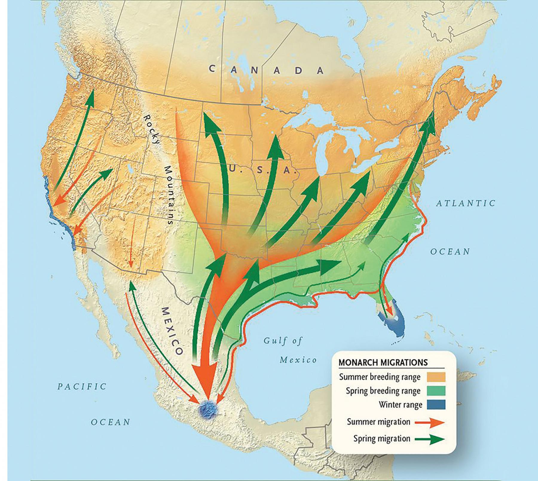 消えゆくオオカバマダラ生息地の復元を誓う | Rotary International