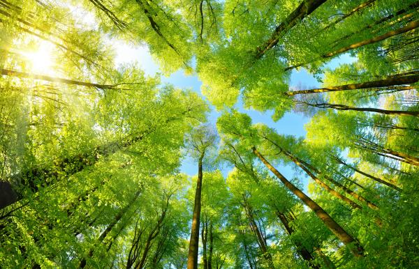 Supporting the environment becomes a new area of focus | Rotary ... Supporting the environment becomes a new area of focus | Rotary ...