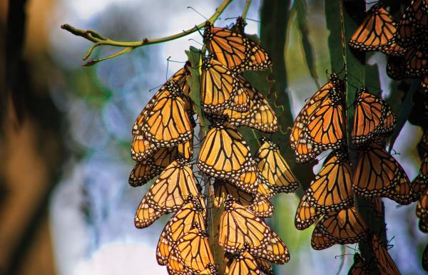 Rotarians pledge to restore the monarch butterflys disappearing habitat ...