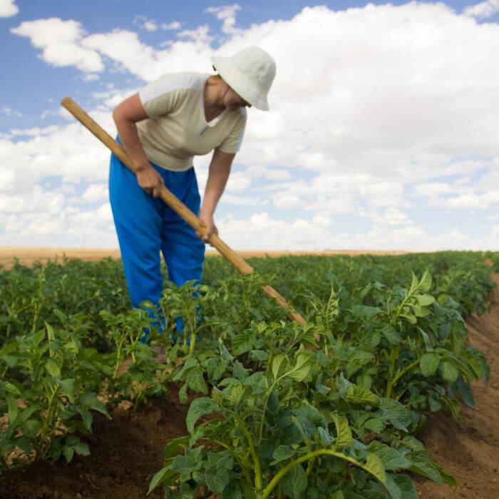 Protecting the Environment | Rotary International